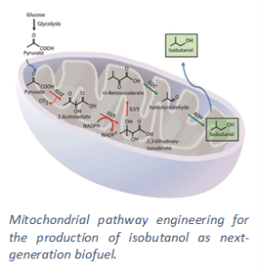 Yeast Engineering – Metabolic Engineering Laboratory